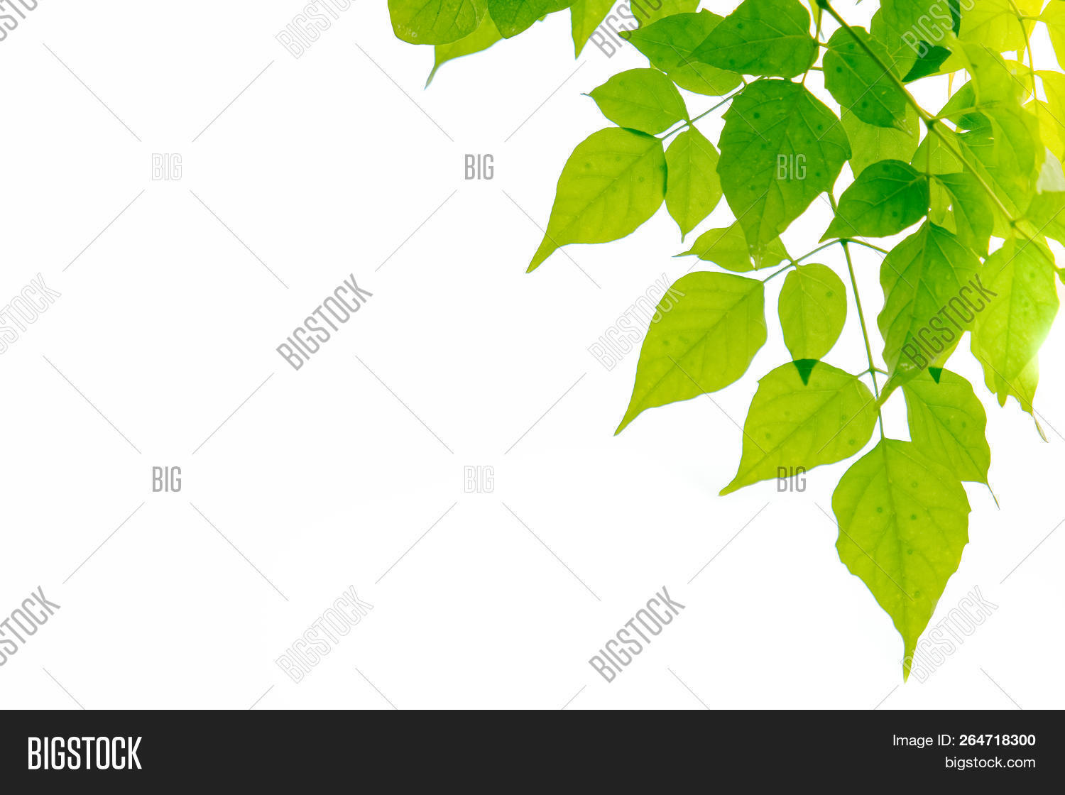 Real Green Leaf On Image & Photo (Free Trial) | Bigstock