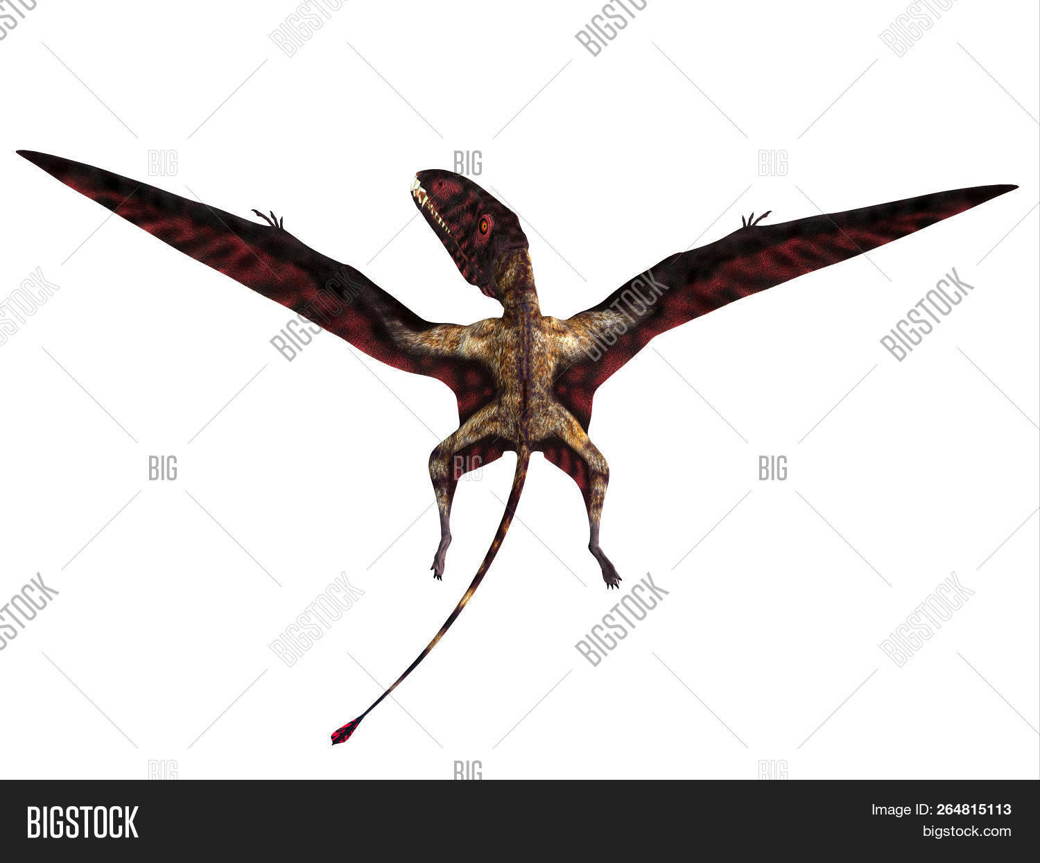 Dimorphodon Reptile Image & Photo (Free Trial) | Bigstock