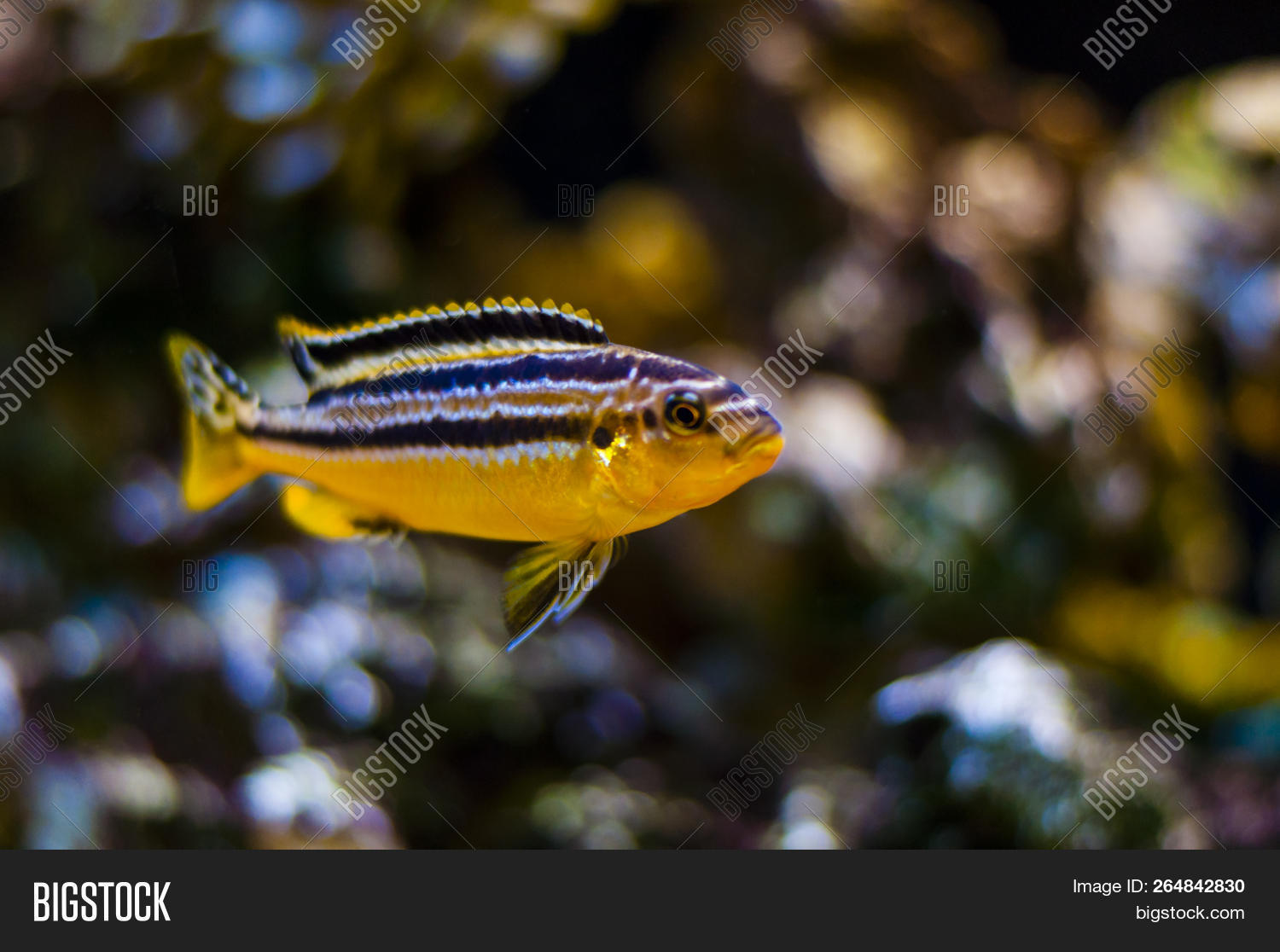 Cichlids One Largest Image & Photo (Free Trial) | Bigstock