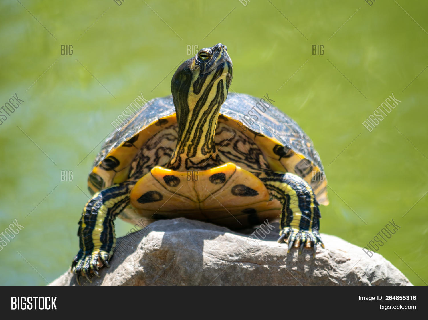 Curious Turtle Having Image & Photo (Free Trial) | Bigstock