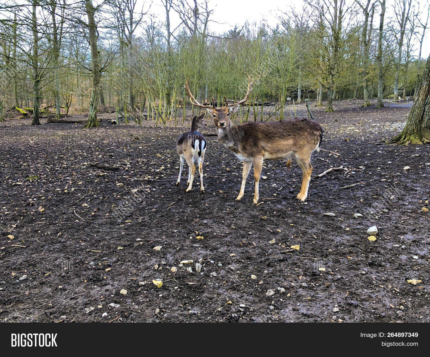 Red Deer Two 2 Deers Image & Photo (Free Trial) | Bigstock