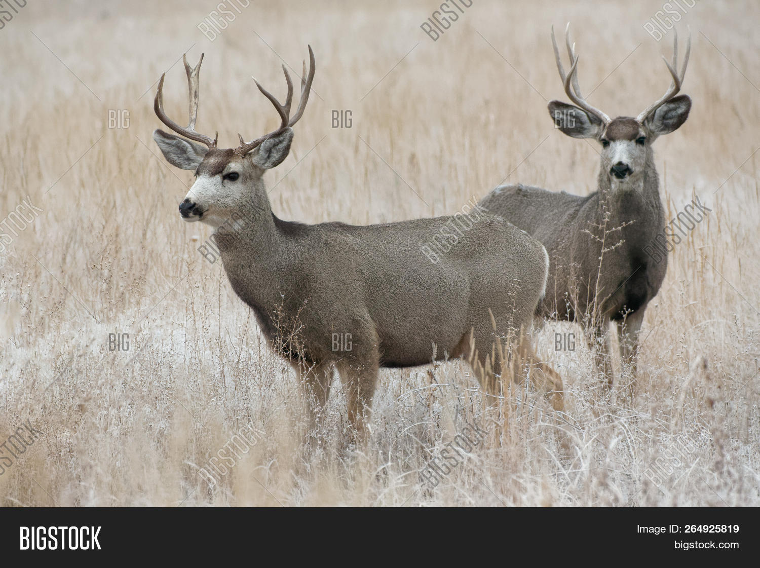 Wild Deer Colorado Image & Photo (Free Trial) | Bigstock