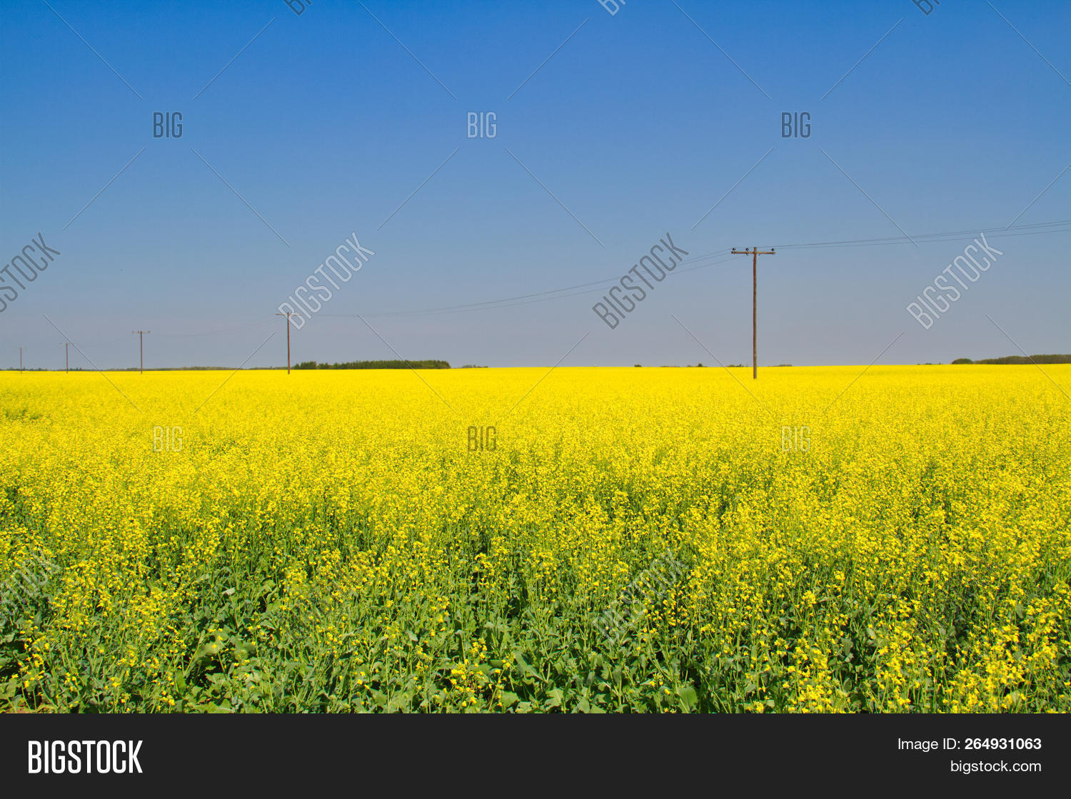 Looking Out Over Field Image & Photo (Free Trial) | Bigstock