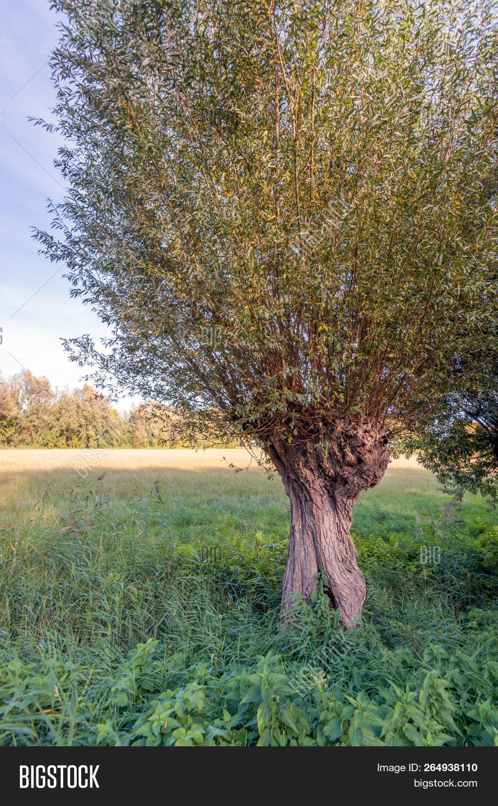 Vertical Image Image & Photo (Free Trial) | Bigstock