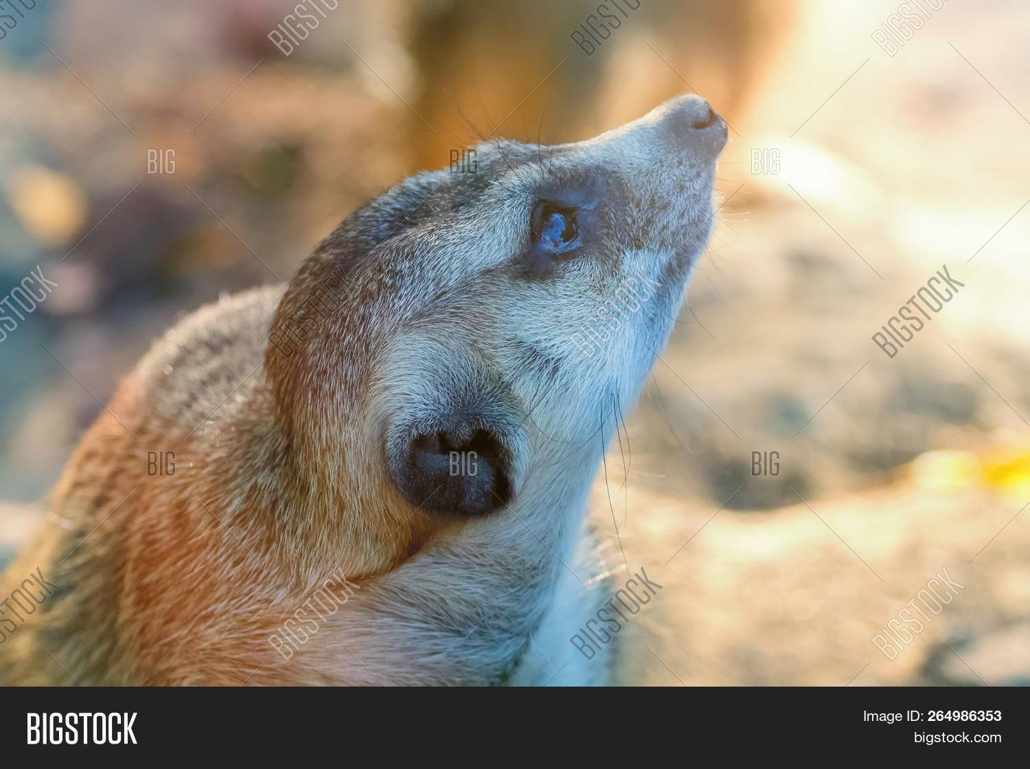 Meerkat Portrait Close Image & Photo (Free Trial) | Bigstock