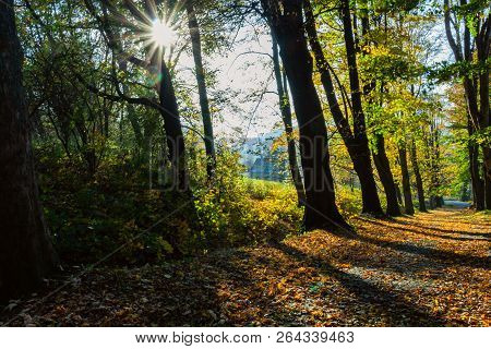 Bright Green Forest Image & Photo (Free Trial) | Bigstock