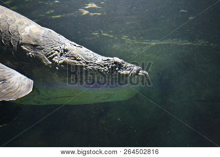 Head Arapaima ( Image & Photo (Free Trial) | Bigstock