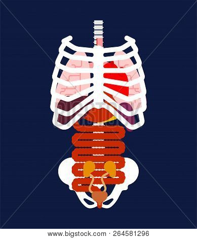 Rib Cage Internal Vector & Photo (Free Trial) | Bigstock