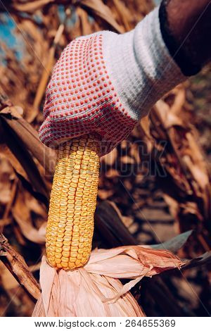 Hand Picking Corn Cobs Image & Photo (Free Trial) | Bigstock