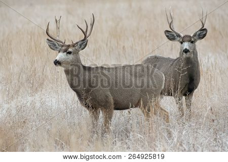 Wild Deer Colorado Image & Photo (Free Trial) | Bigstock
