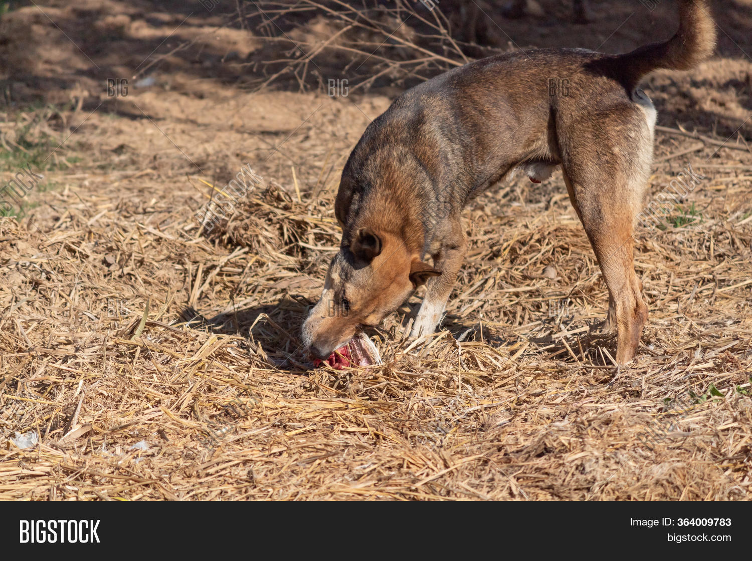 Dog Tearing Flesh Dead Image & Photo (Free Trial) | Bigstock