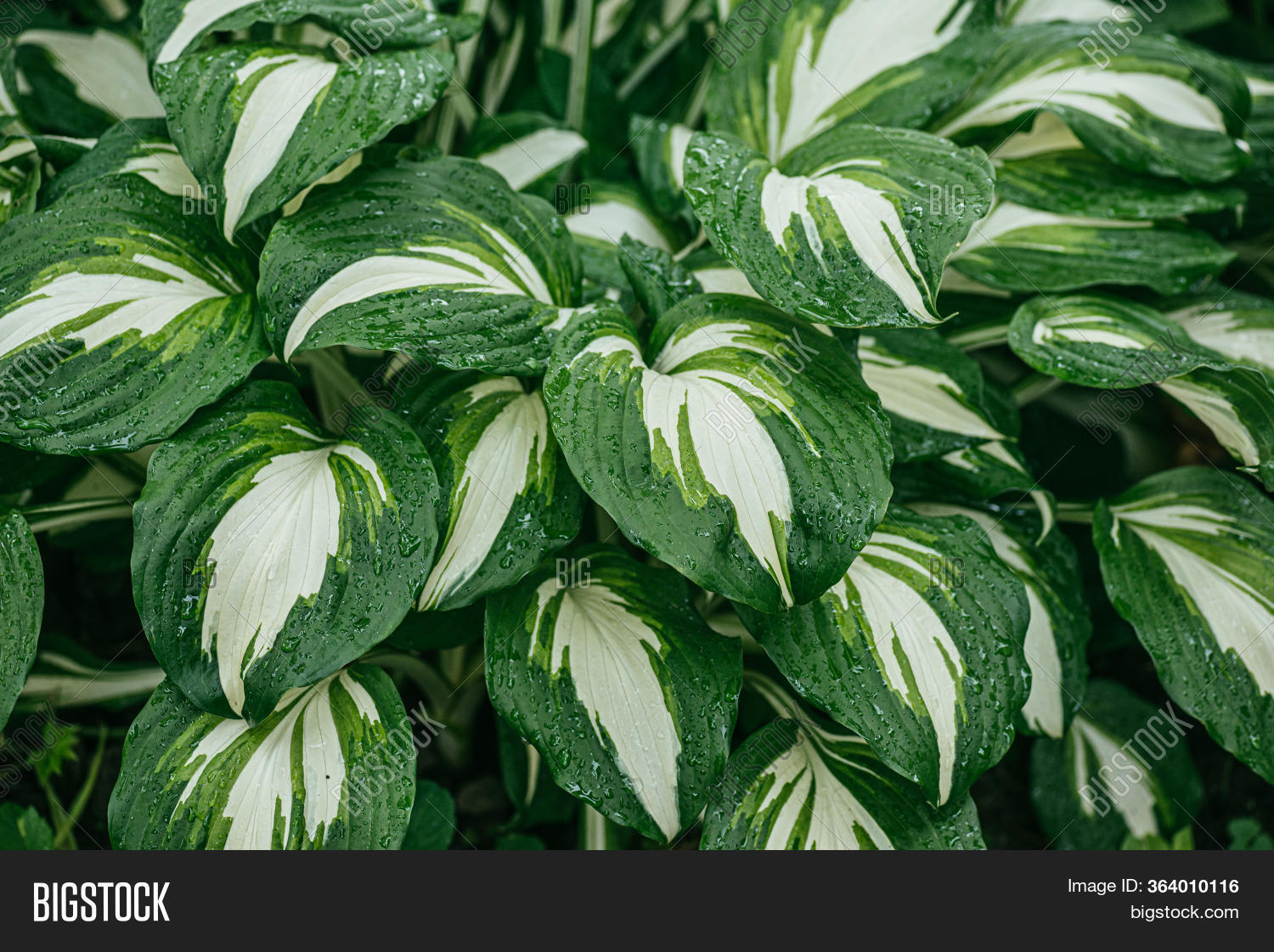 Beautiful Green-white Image & Photo (Free Trial) | Bigstock
