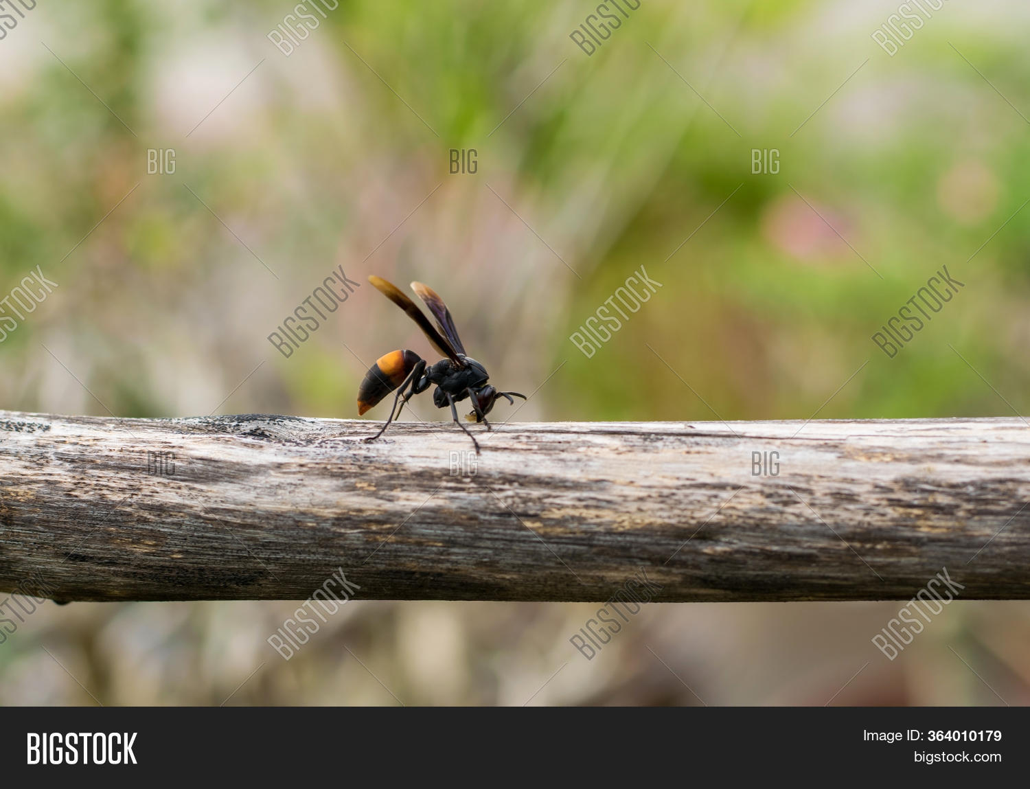Big Yellow-black Wasps Image & Photo (Free Trial) | Bigstock