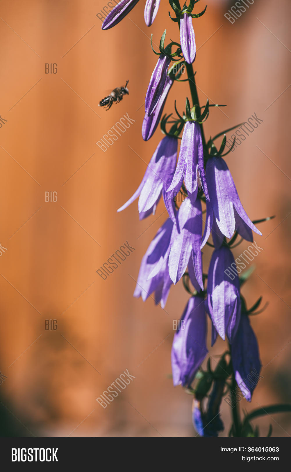 Bush Blue Violet Bell Image & Photo (Free Trial) | Bigstock