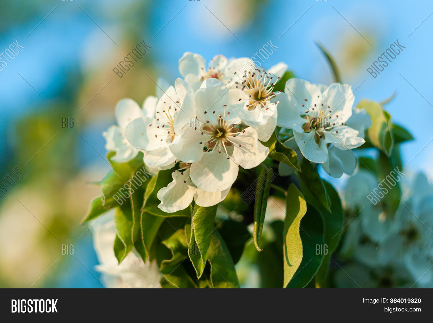 Wild Pear Tree Blossom Image & Photo (Free Trial) | Bigstock