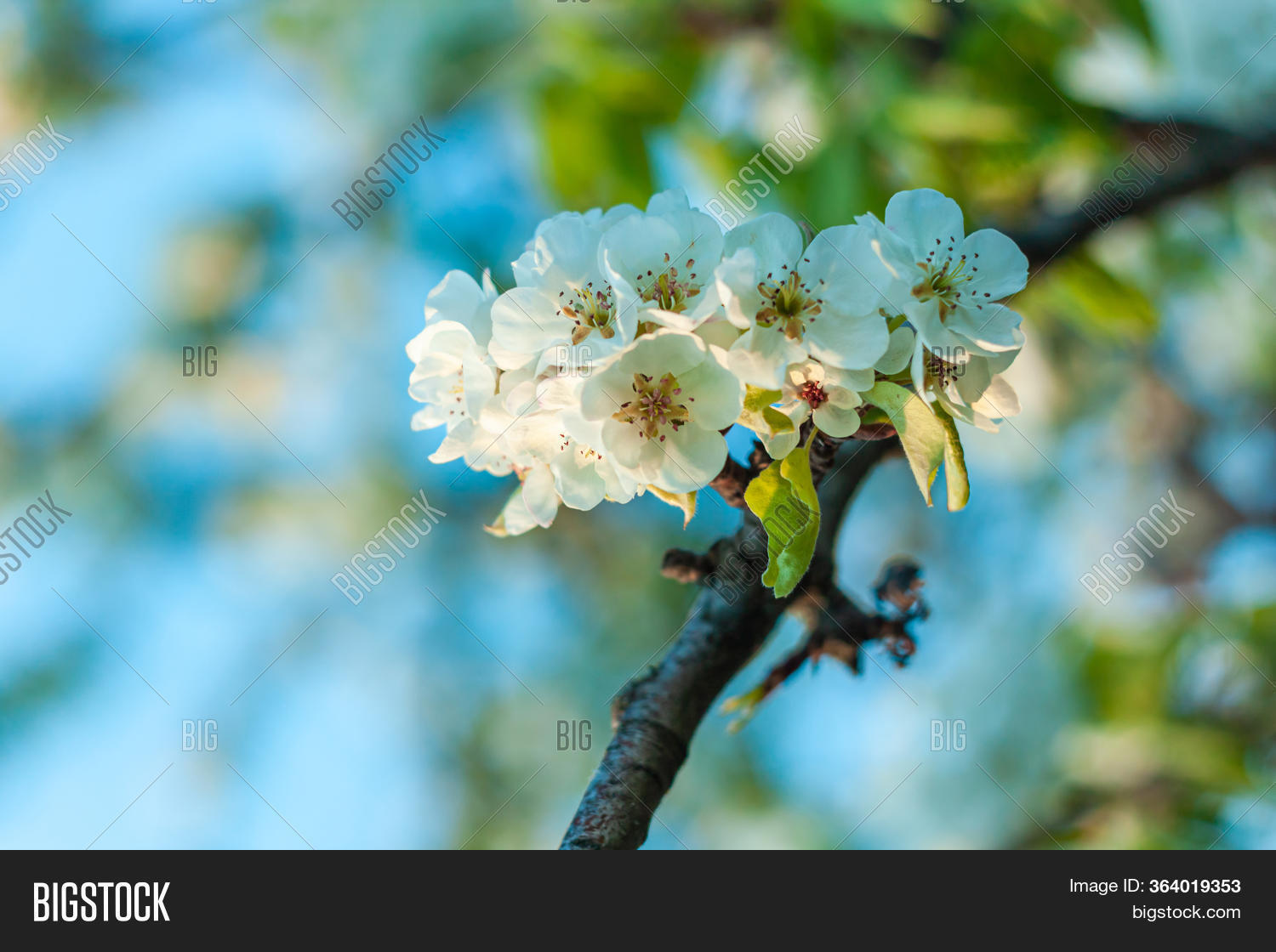 Wild Pear Tree Blossom Image & Photo (Free Trial) | Bigstock