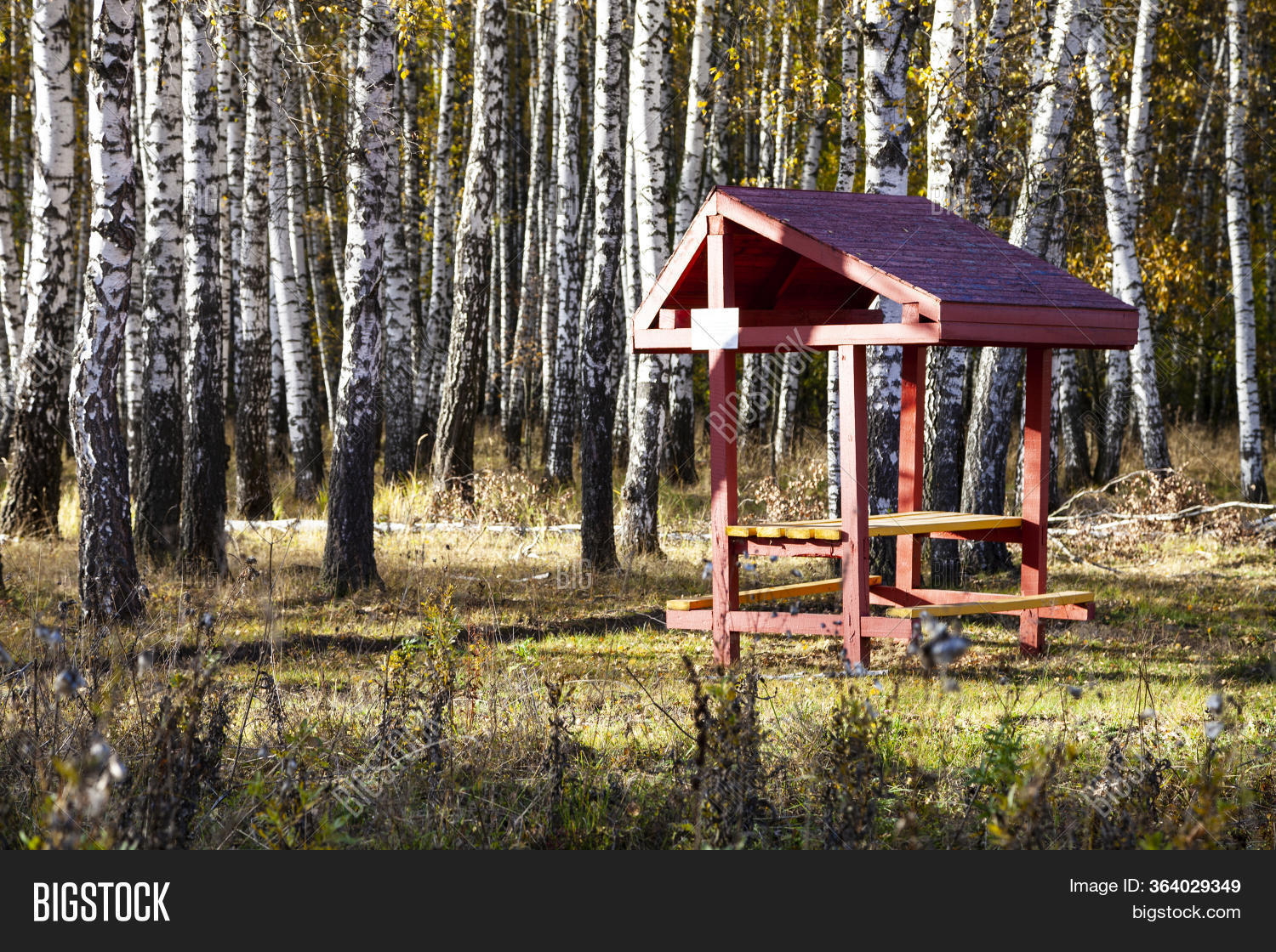 Birch Forest Fall. Image & Photo (Free Trial) | Bigstock