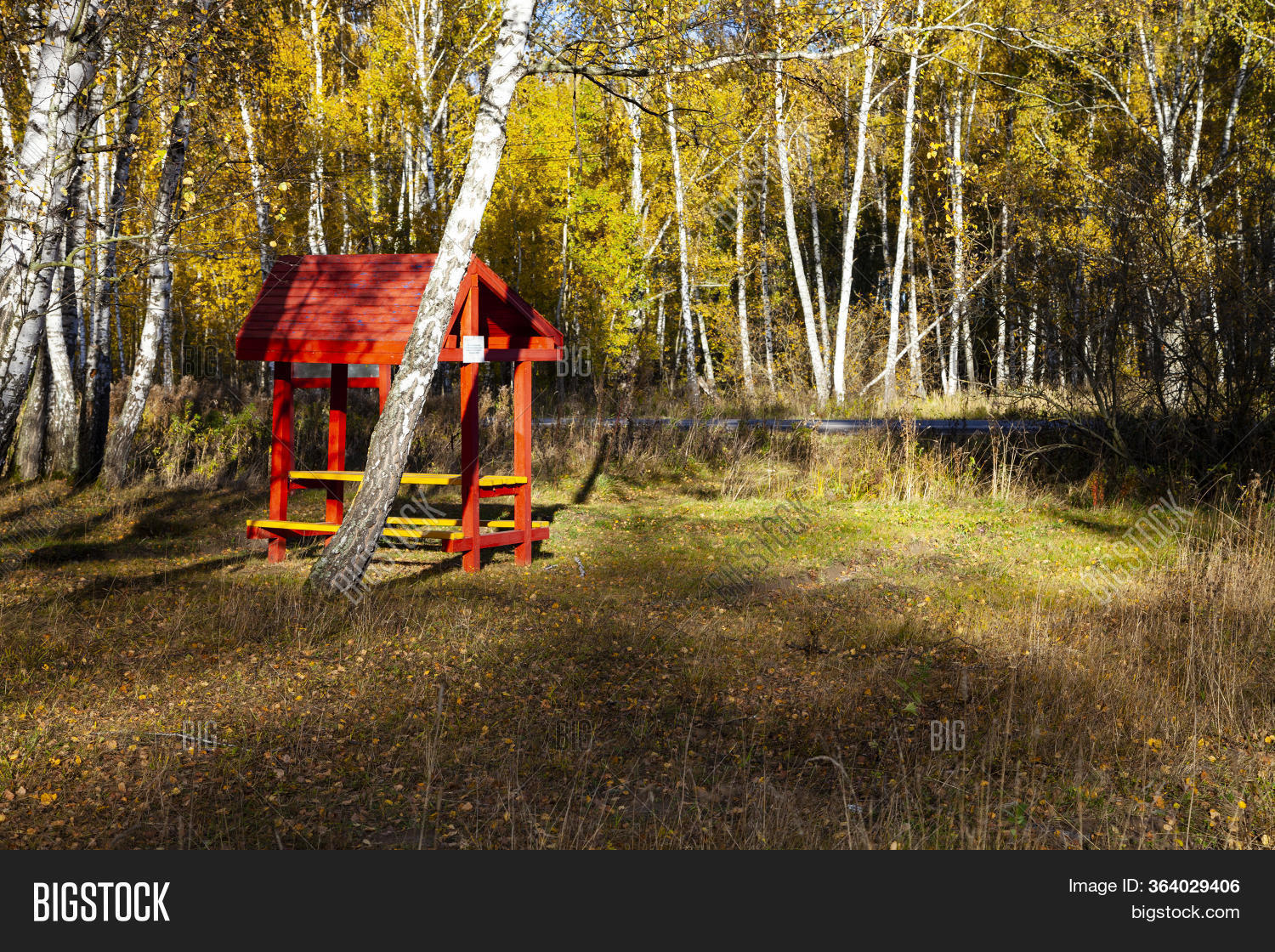 Birch Forest Fall. Image & Photo (Free Trial) | Bigstock