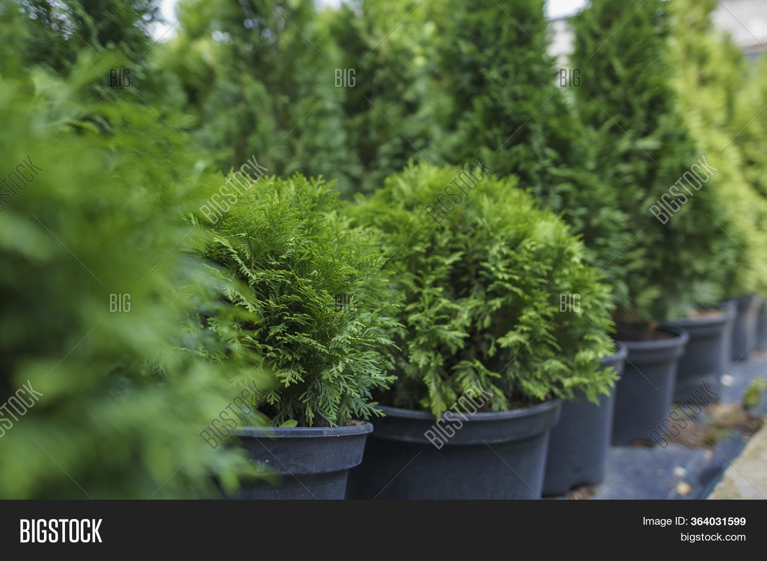 Ball Evergreen Image & Photo (Free Trial) | Bigstock