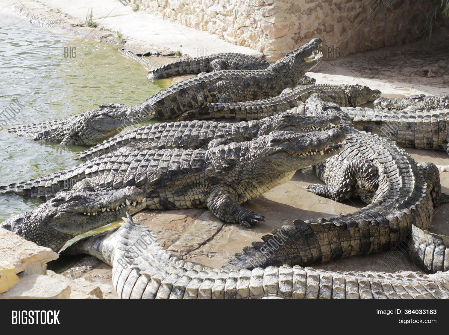 Crocodiles Crocodile Image & Photo (Free Trial) | Bigstock