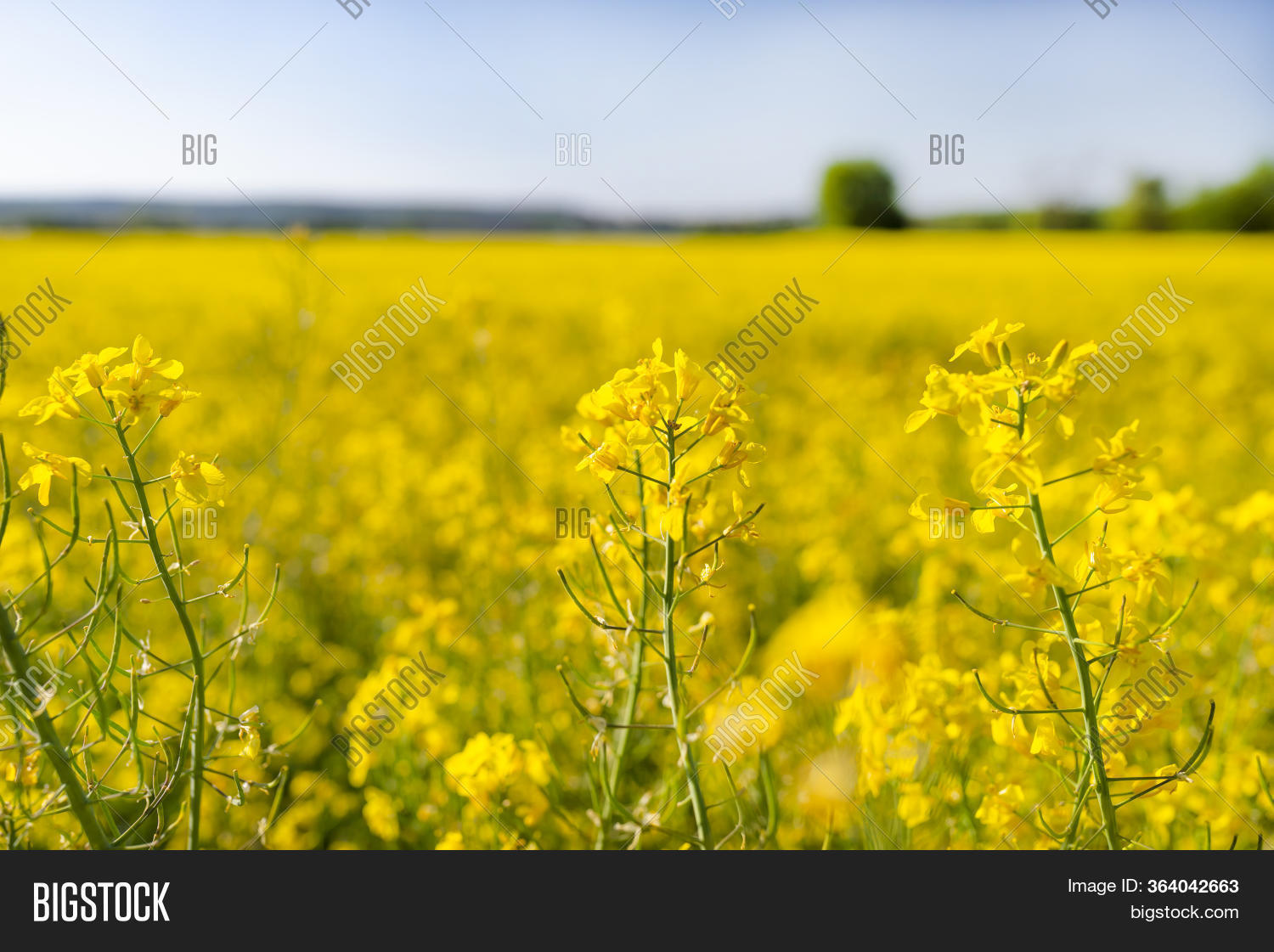 Ripening Rapeseed Image & Photo (Free Trial) | Bigstock