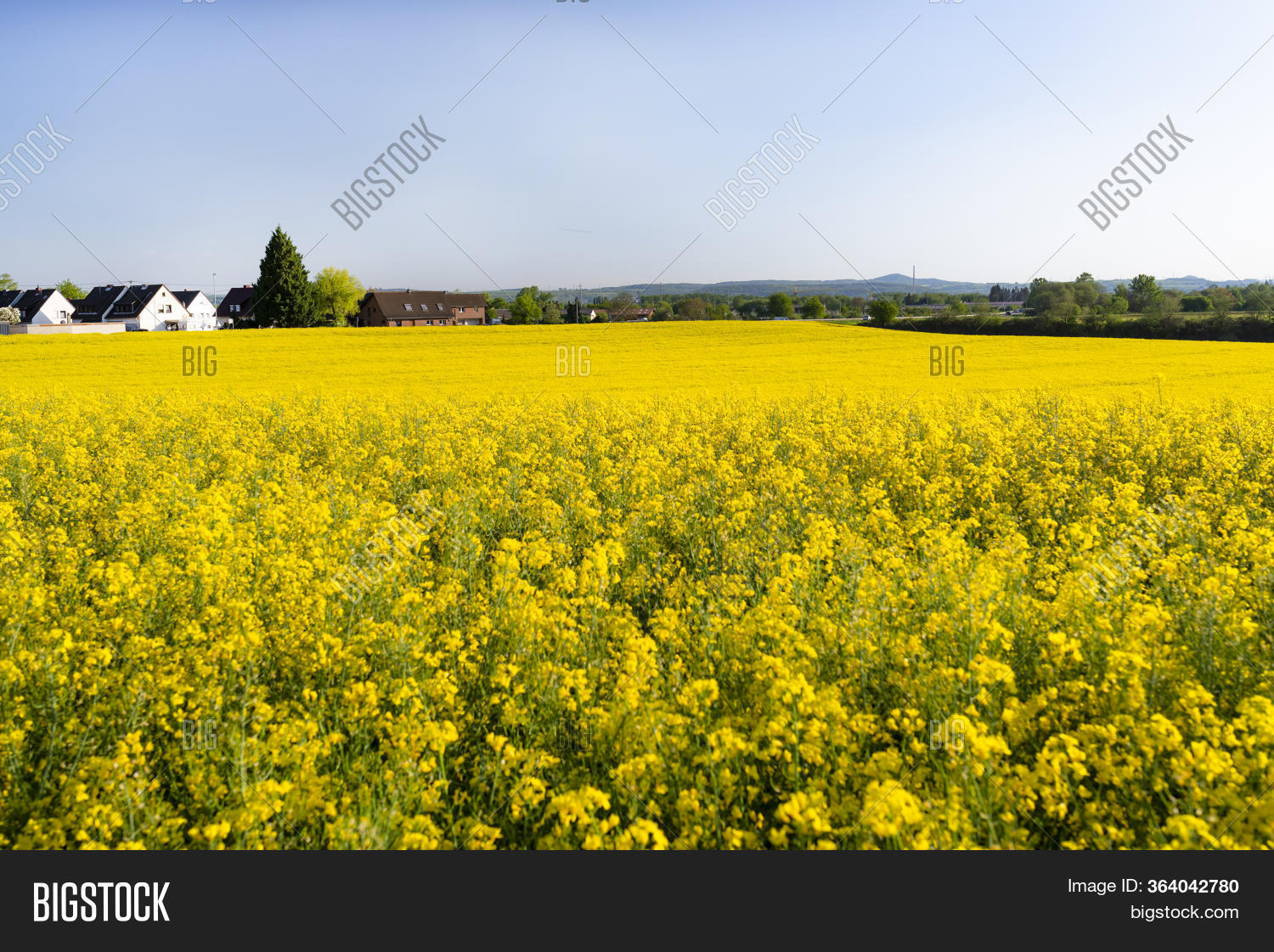 Ripened Rapeseed On Image & Photo (Free Trial) | Bigstock