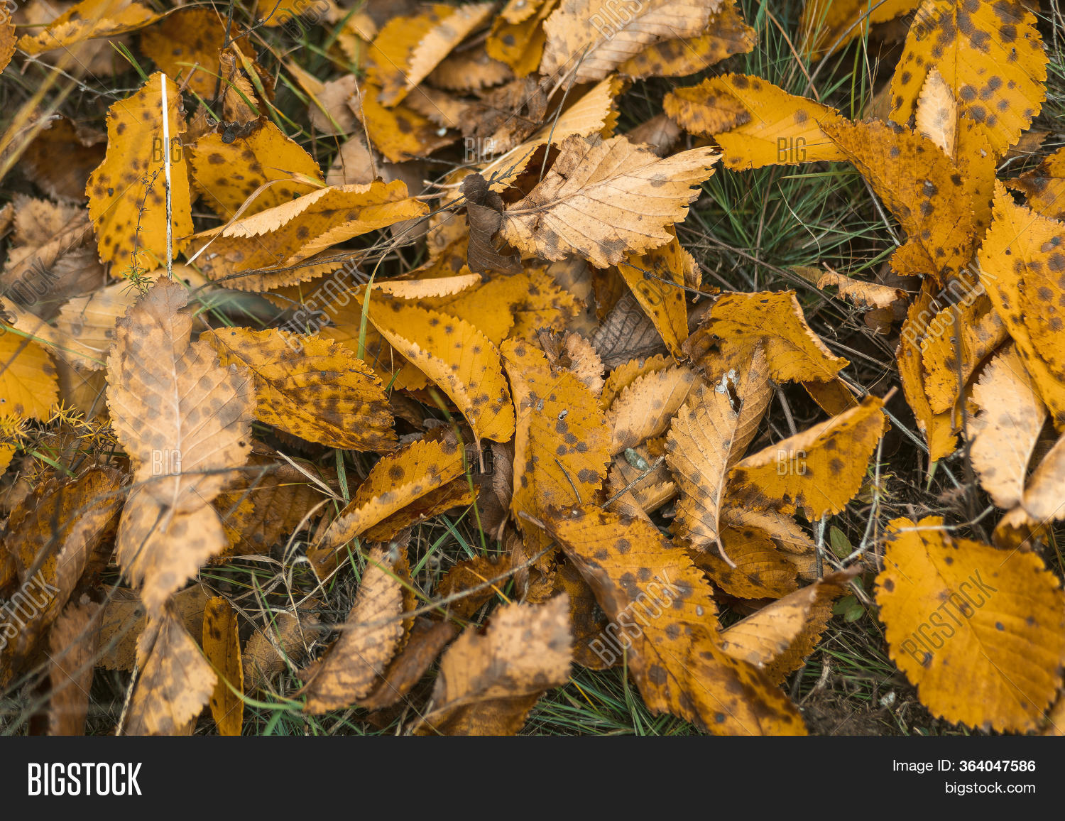 Fallen Alder Leaves On Image & Photo (Free Trial) | Bigstock