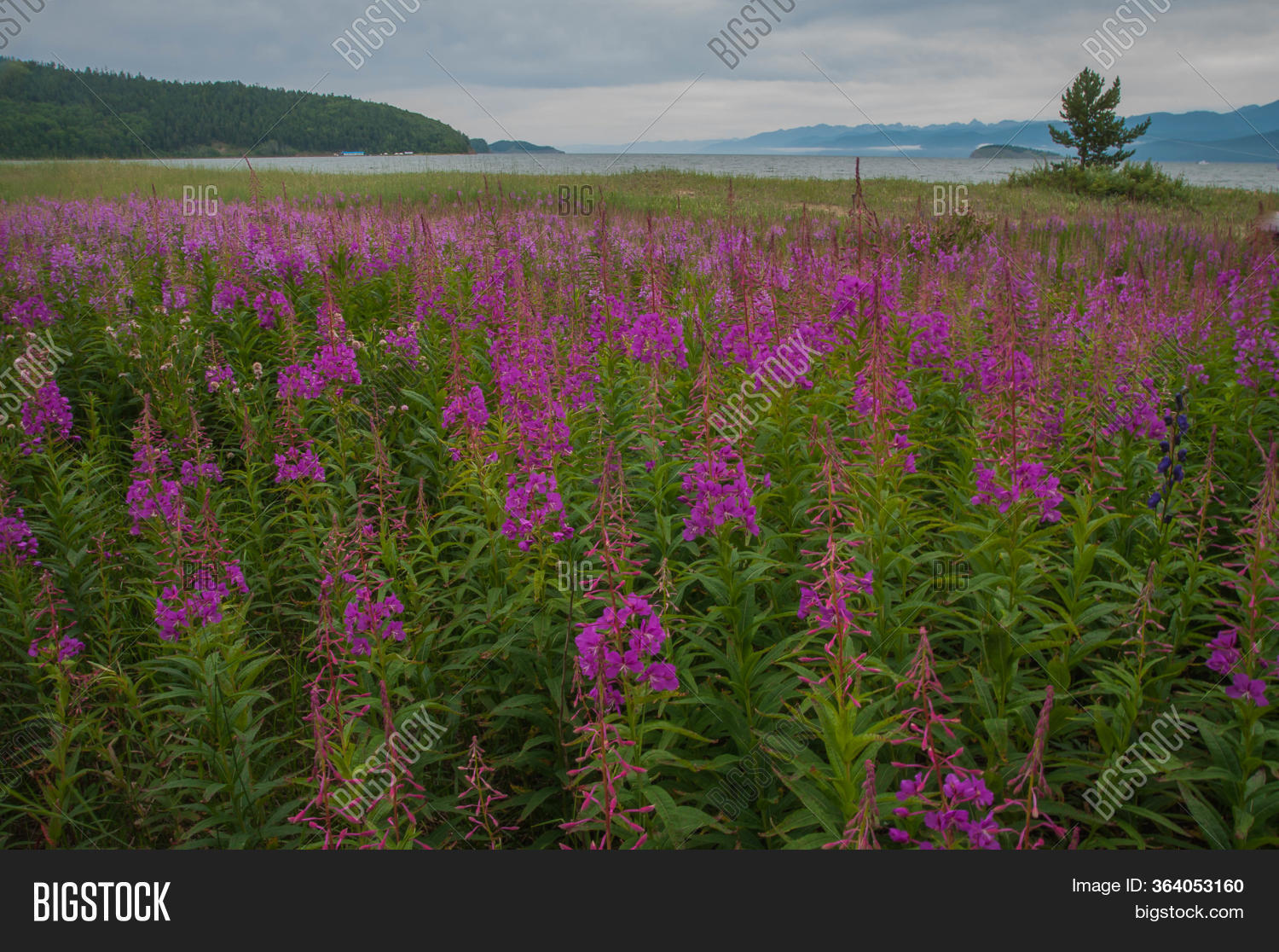Field Fireweed Lake Image & Photo (Free Trial) | Bigstock
