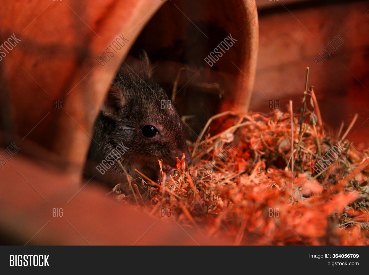 Close Woylie Brush- Image & Photo (Free Trial) | Bigstock