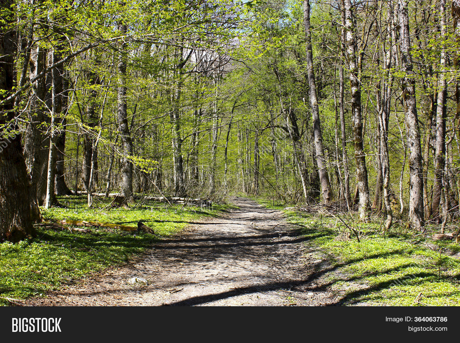 Path Green Forest Image & Photo (Free Trial) | Bigstock