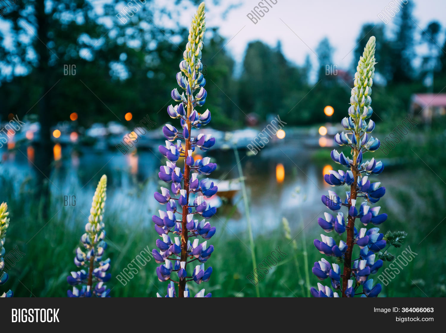 Wild Flowers Lupine Image & Photo (Free Trial) | Bigstock