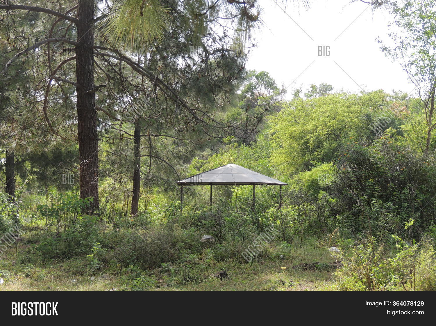 Hut Forest, Beautiful Image & Photo (Free Trial) | Bigstock