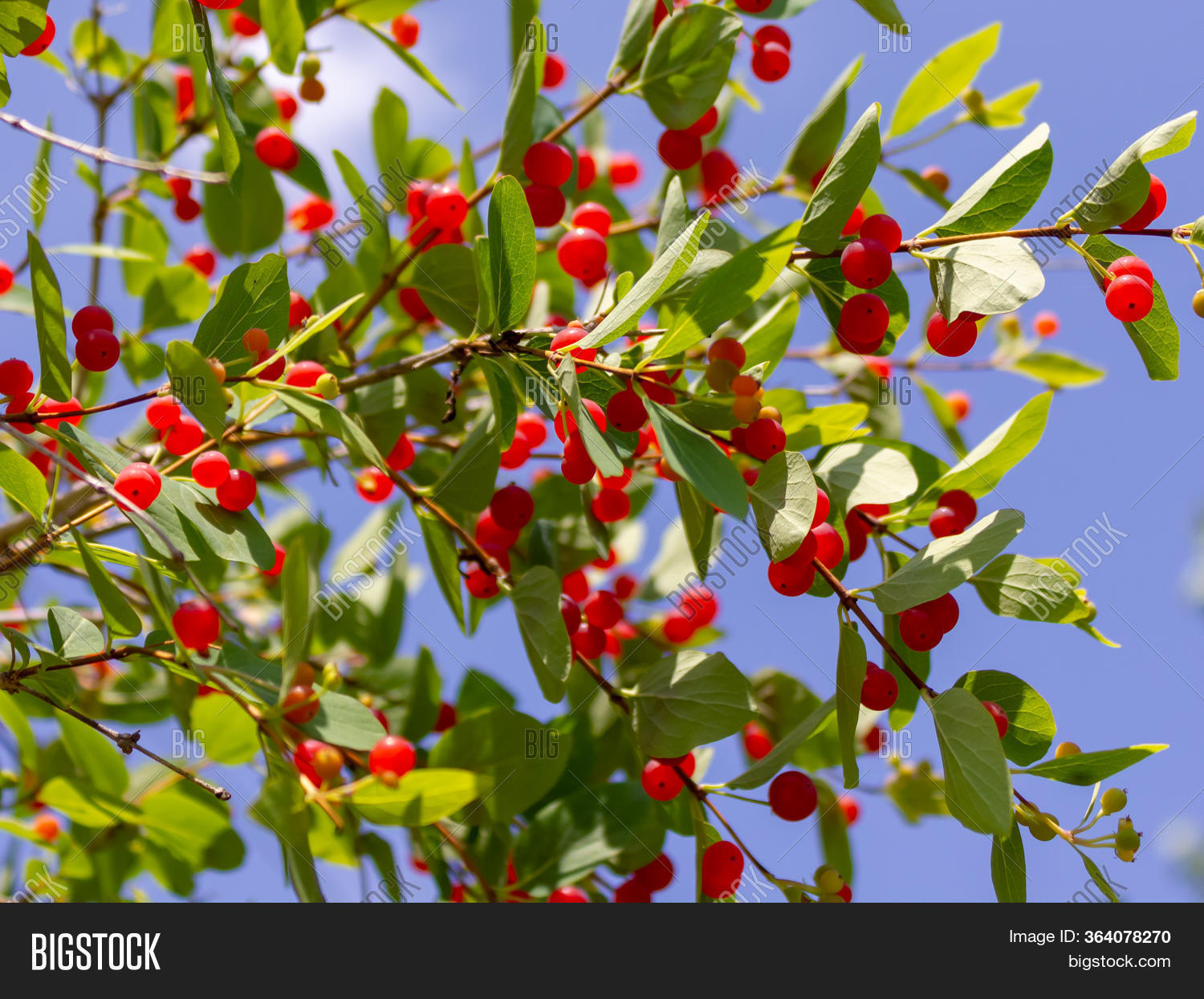Wild Red Cranberry Image & Photo (Free Trial) | Bigstock