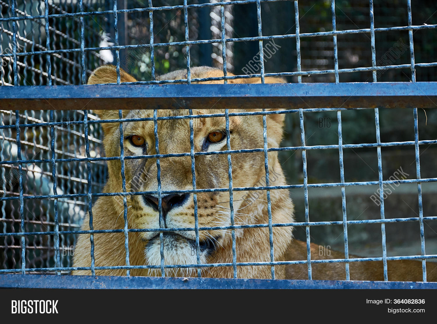 African Lioness Cage Image & Photo (Free Trial) | Bigstock
