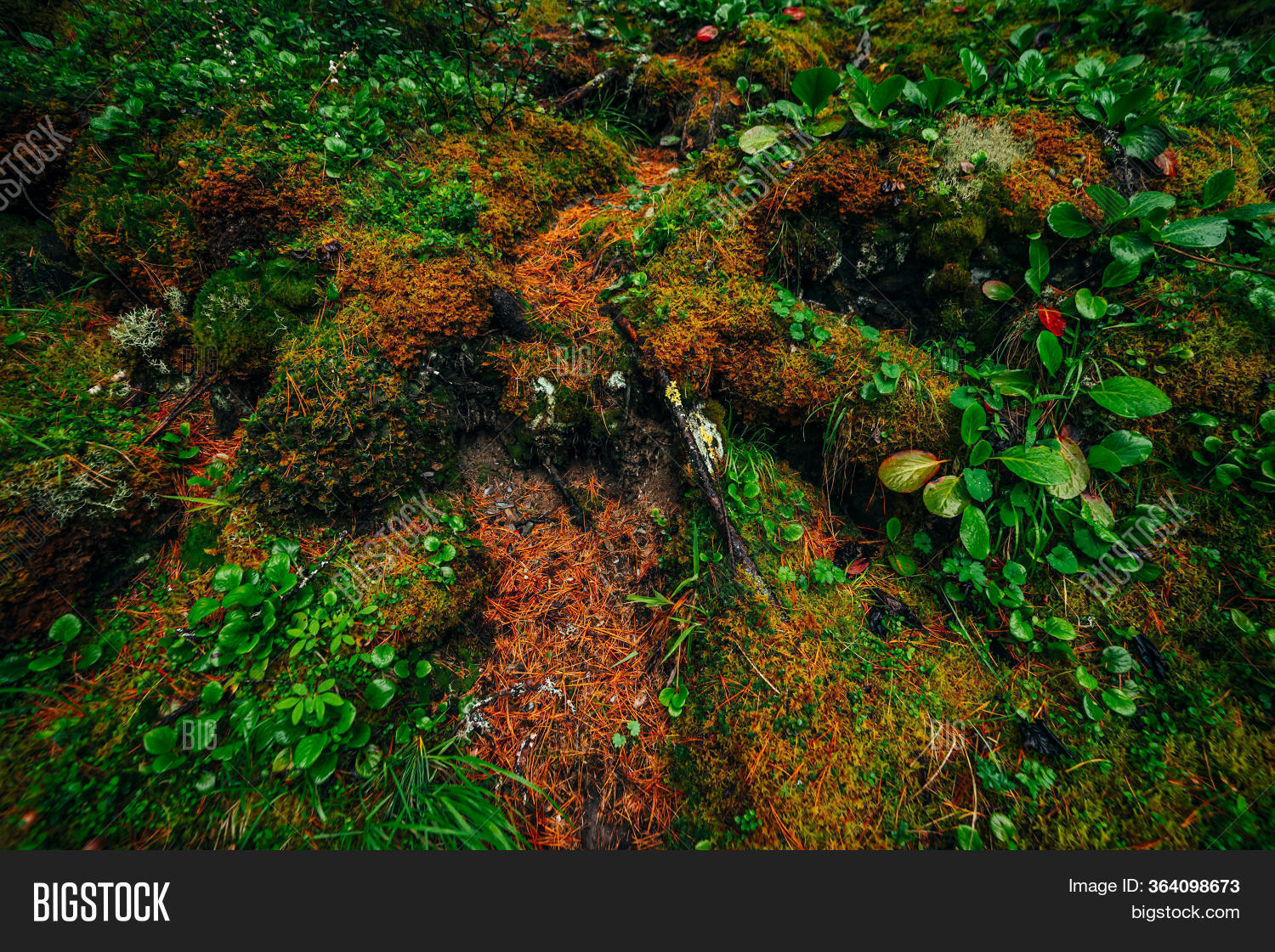 Beautiful Taiga Image & Photo (Free Trial) | Bigstock