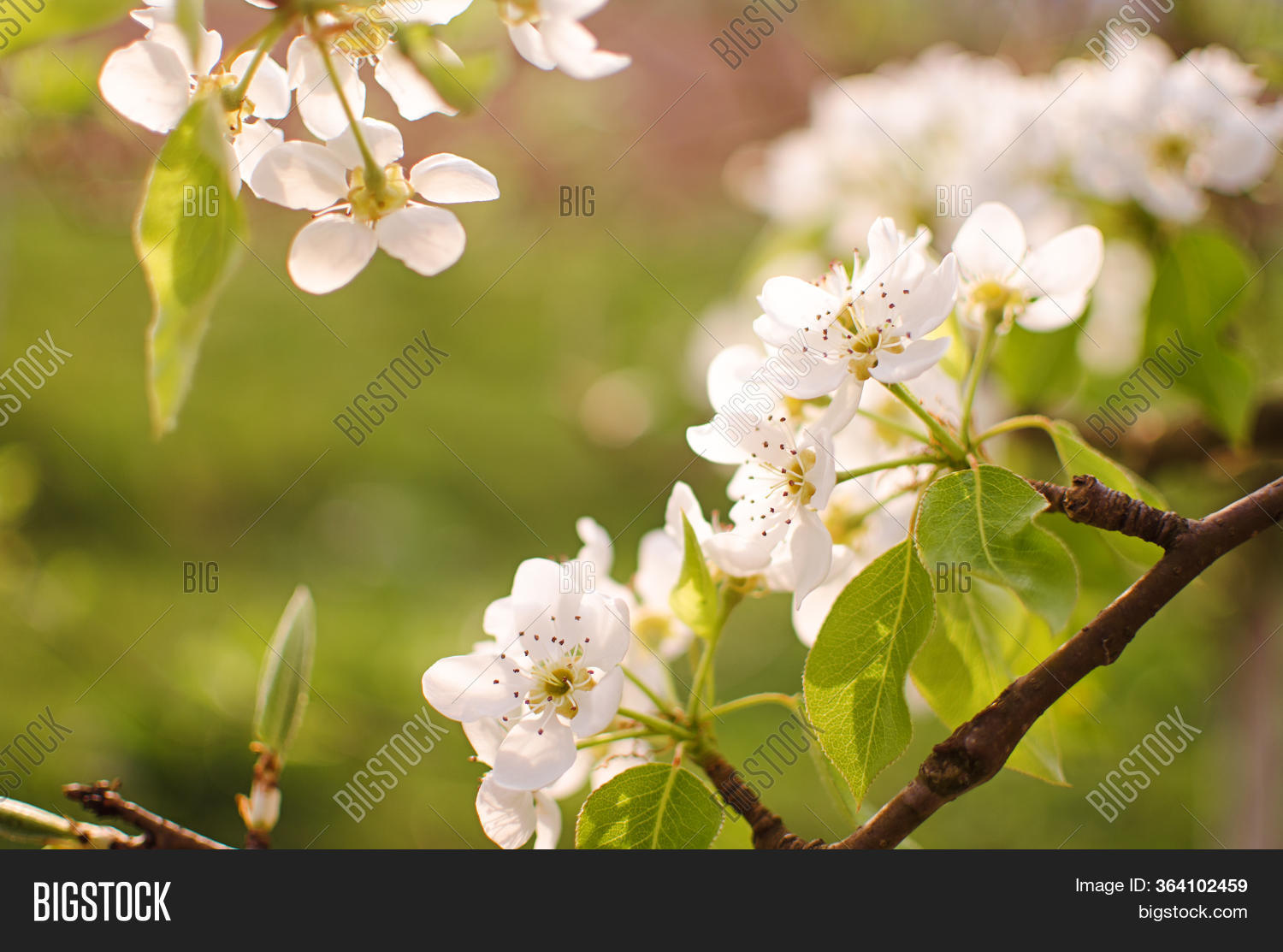White Flowers Pear Image & Photo (Free Trial) | Bigstock