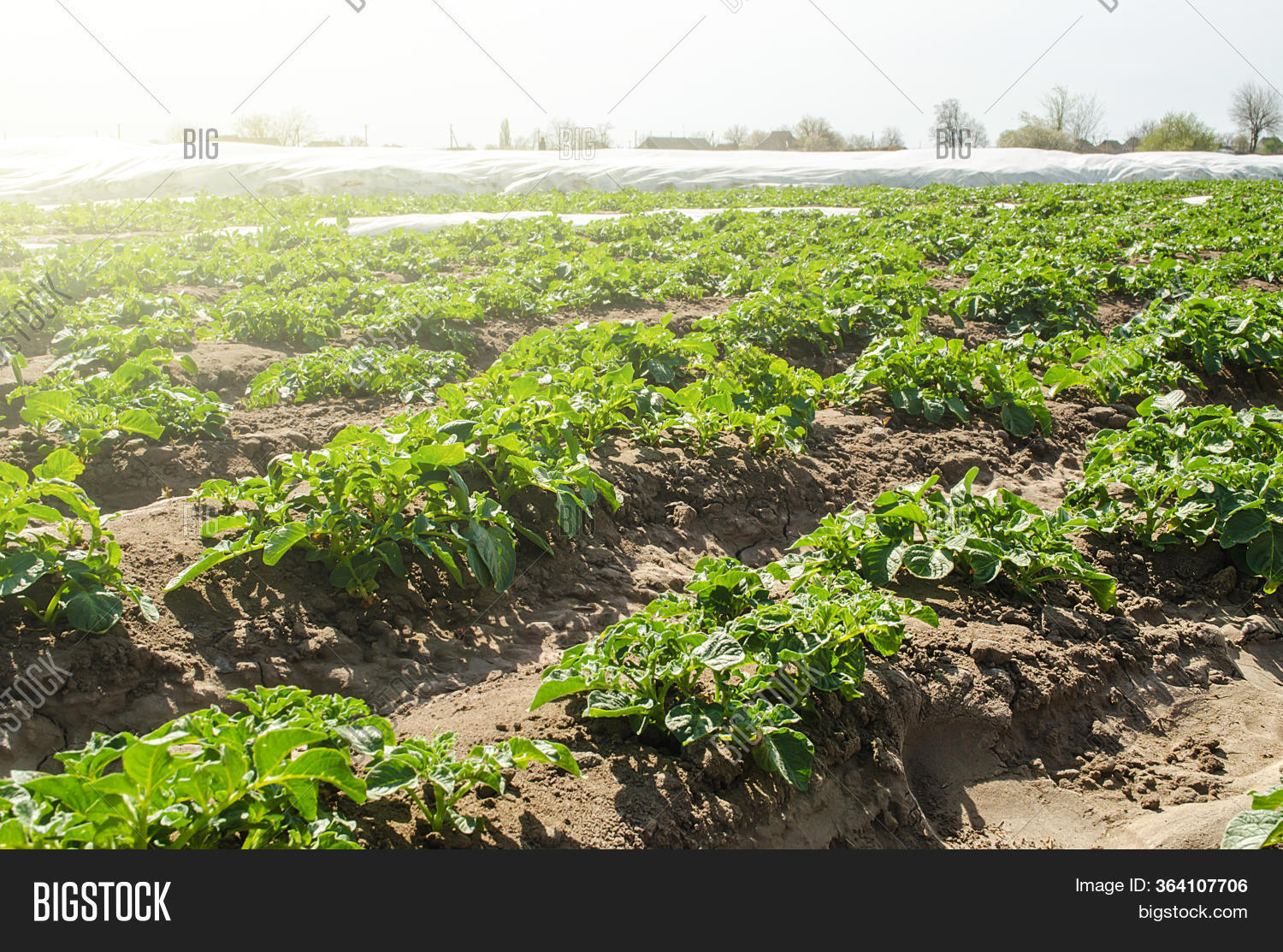 Rows Young Potato Image & Photo (Free Trial) | Bigstock