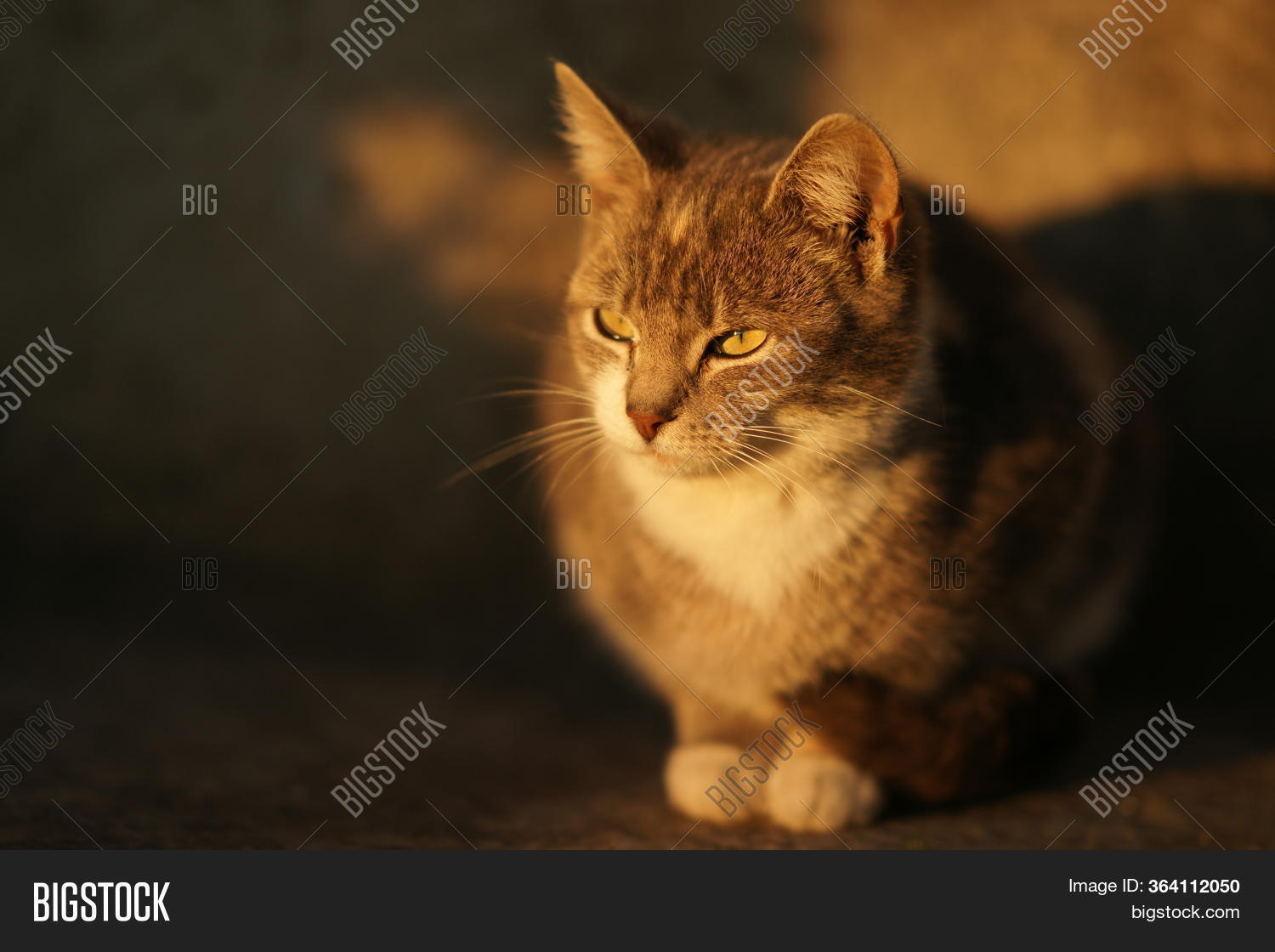 Cute Ash Cat Sitting Image & Photo (Free Trial) | Bigstock