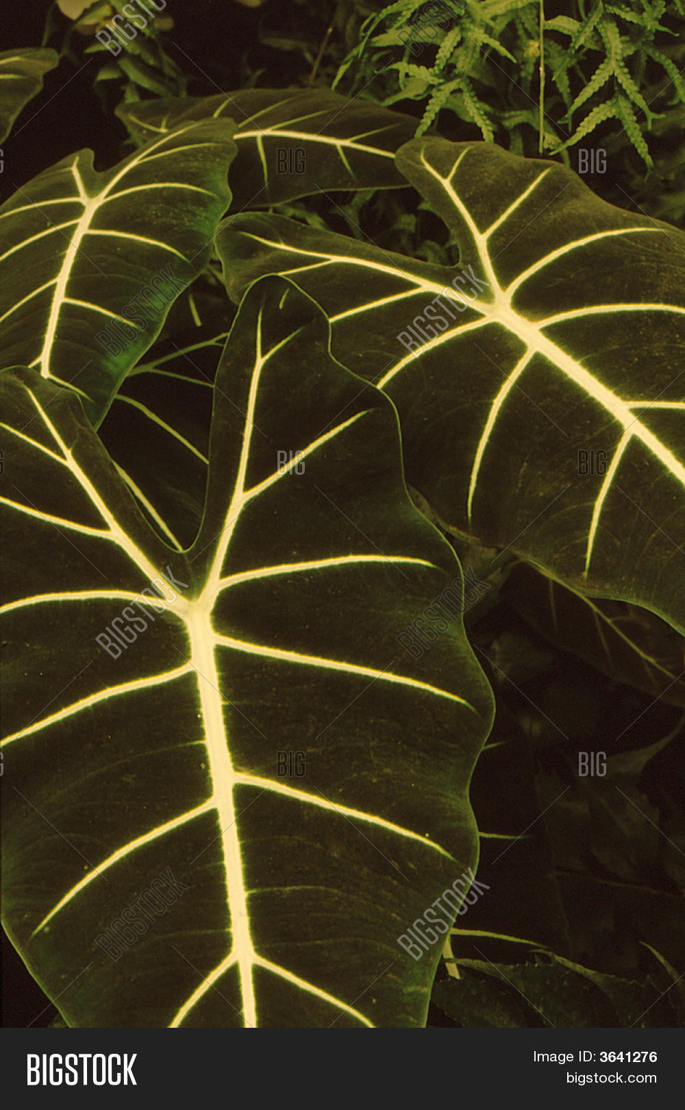 Large Leaf Iridescent Image & Photo (Free Trial) | Bigstock
