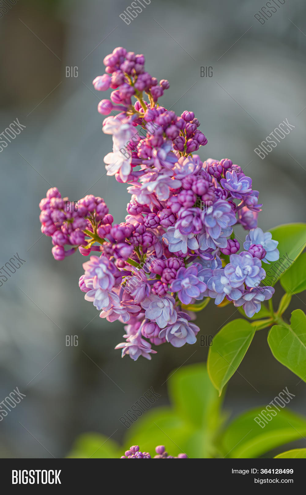 Blooming Lilac Branch Image & Photo (Free Trial) | Bigstock