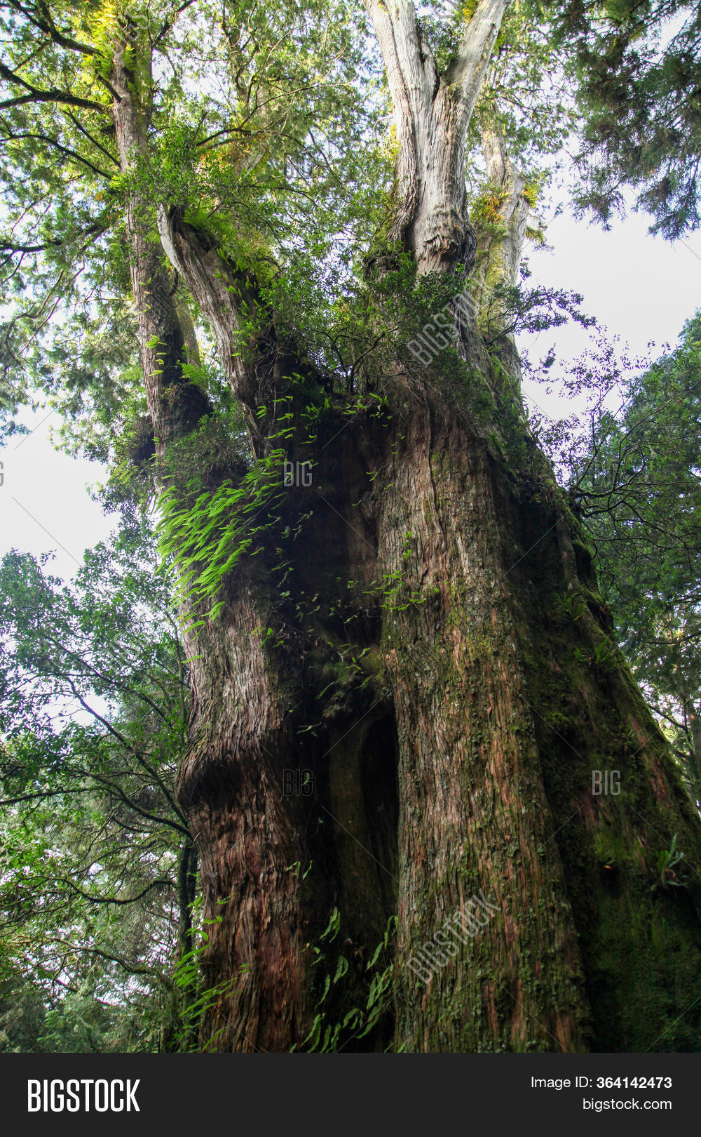 Big Tree Alishan Image & Photo (Free Trial) | Bigstock