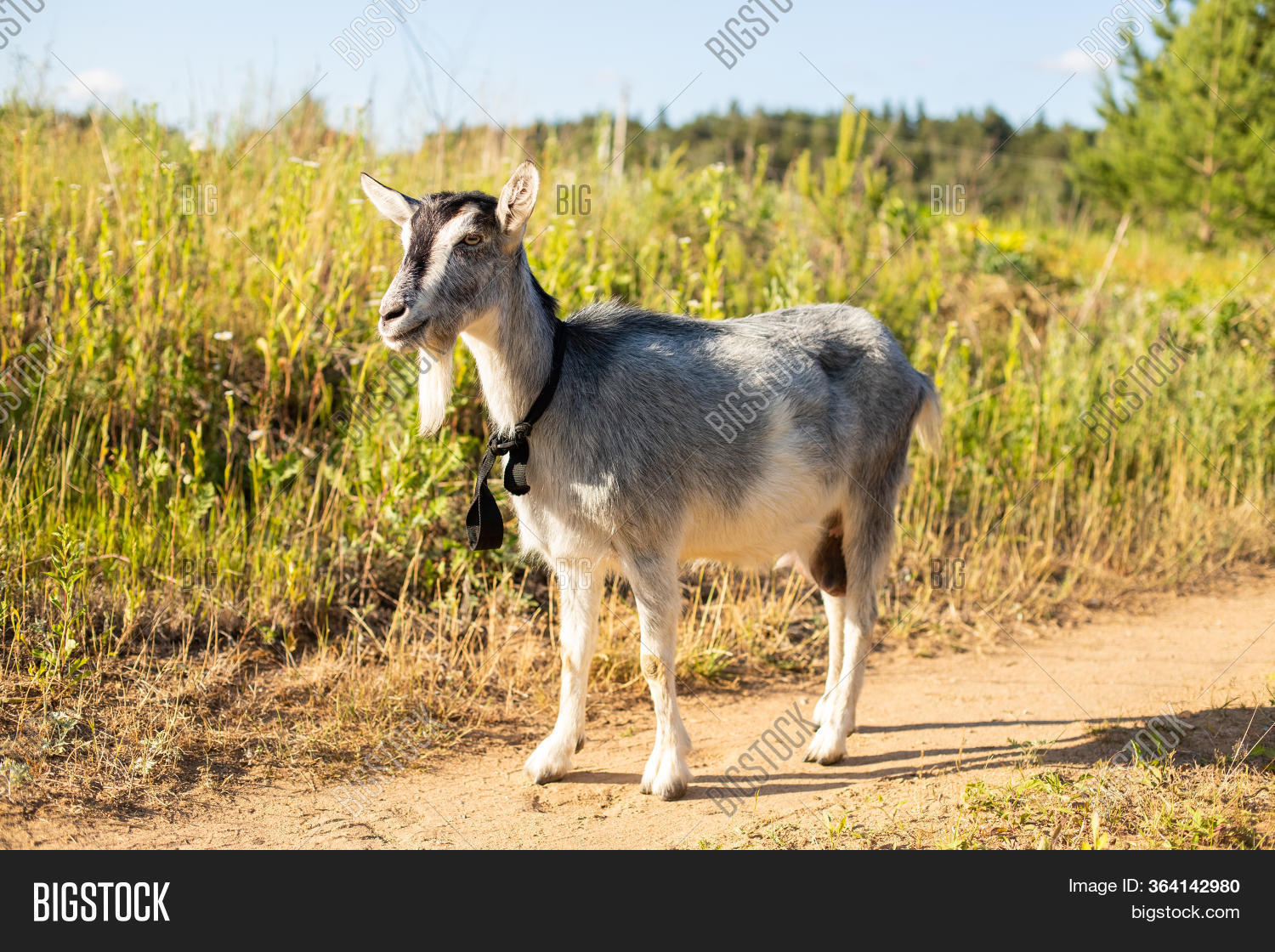 Young Gray Domestic Image & Photo (Free Trial) | Bigstock
