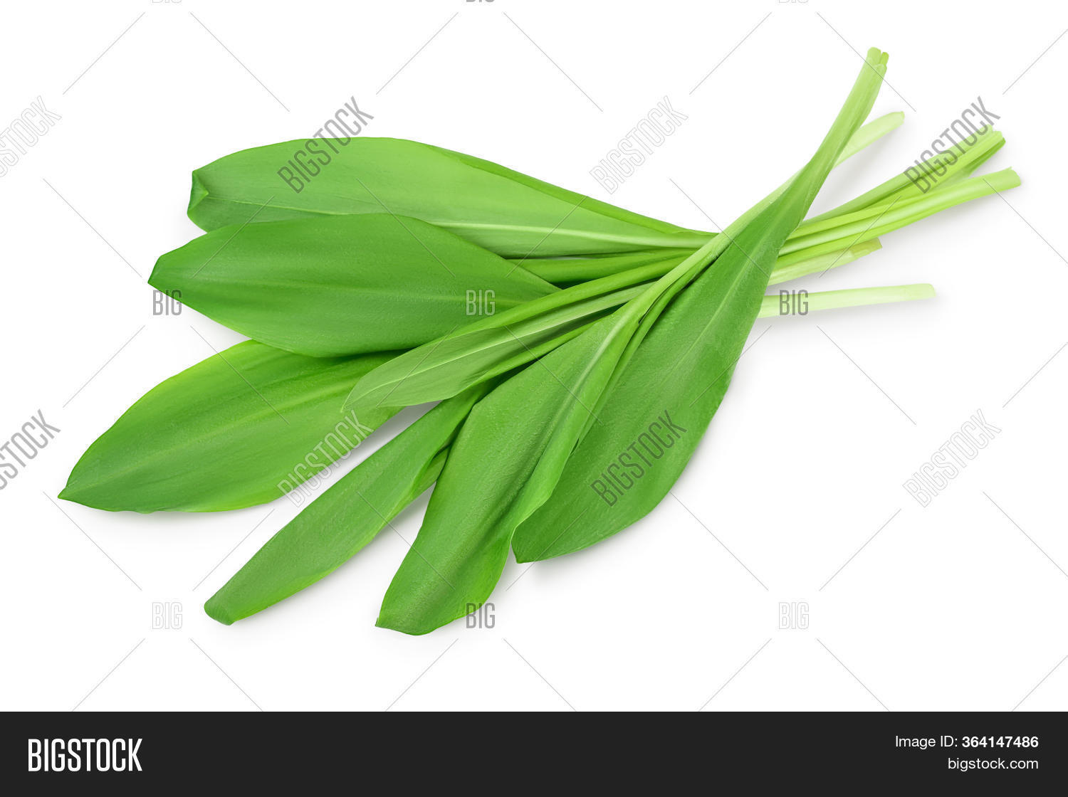 Ramson Leaves Isolated Image & Photo (Free Trial) | Bigstock