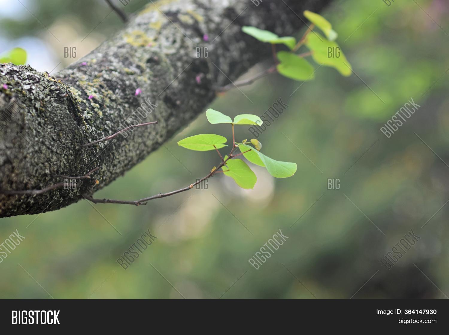 Tree Branch Whit Image & Photo (Free Trial) | Bigstock