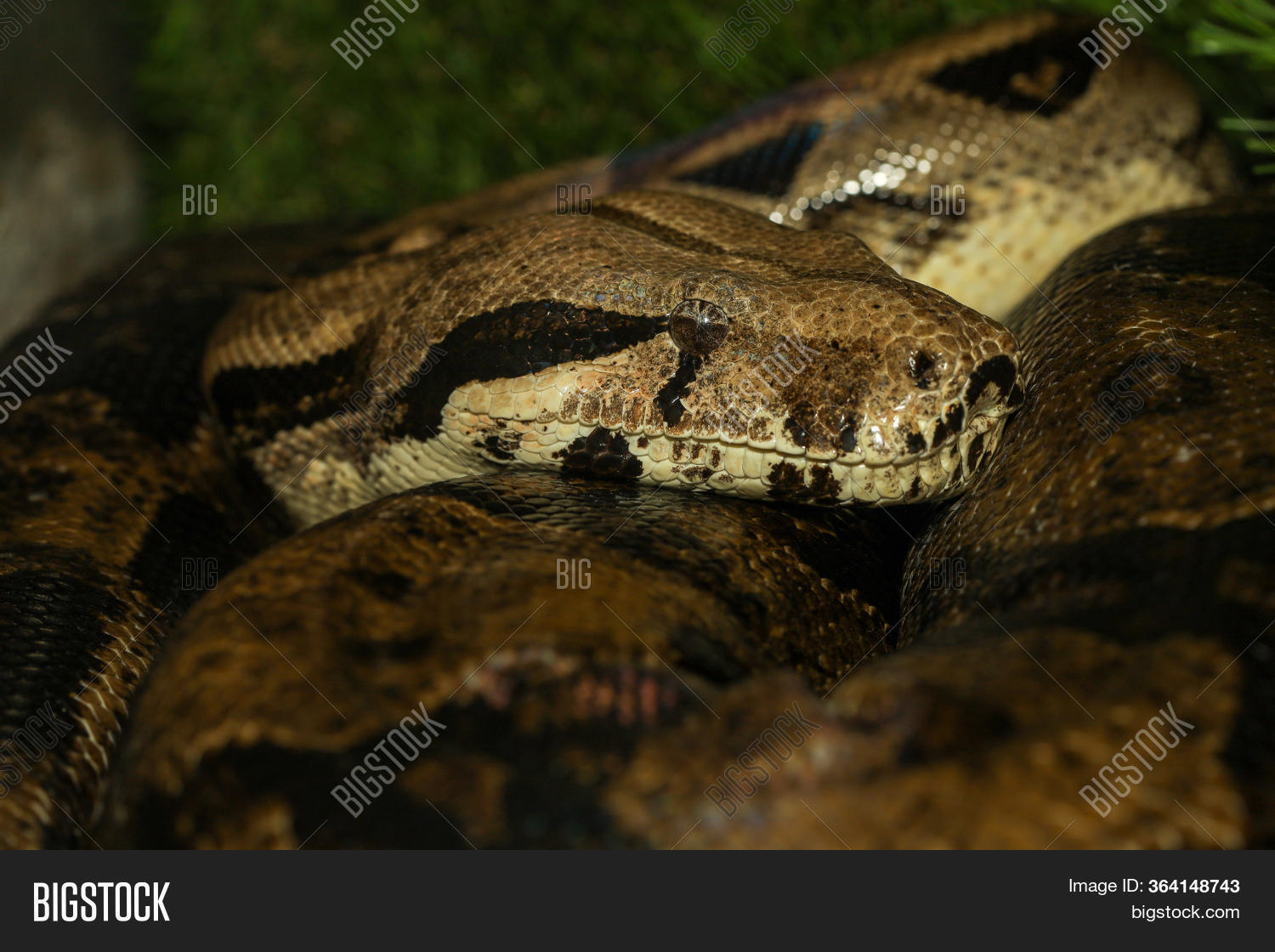 Close Head Boa Image & Photo (Free Trial) | Bigstock