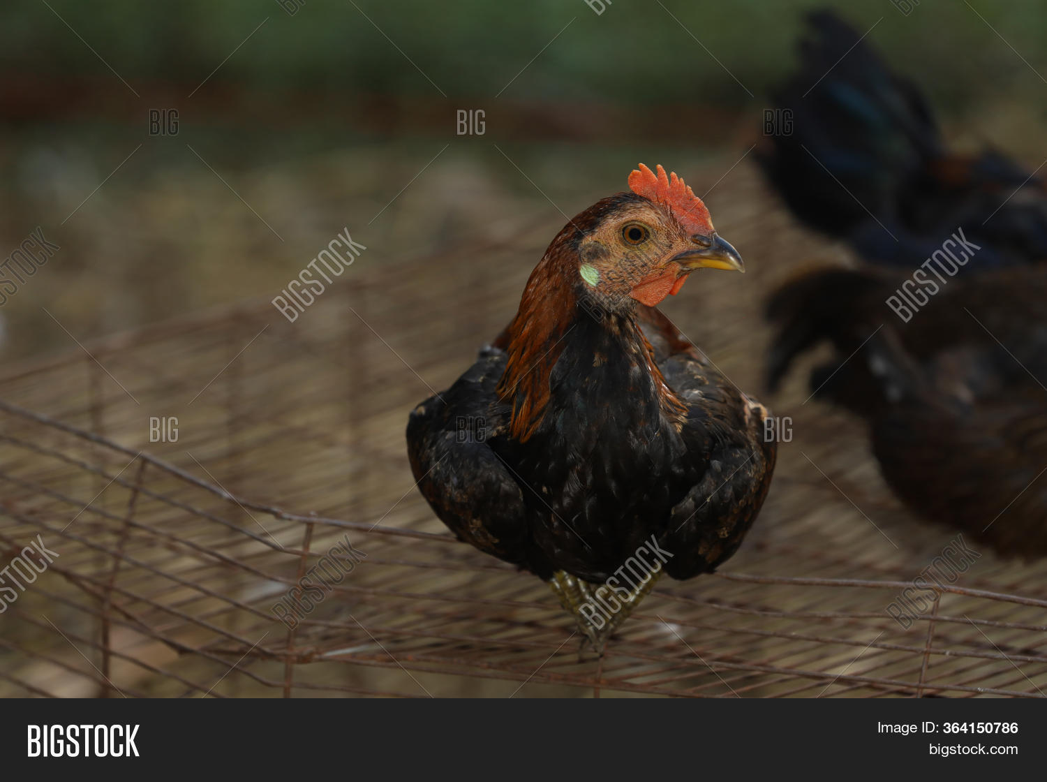 Baby Fighting Hen Sit Image & Photo (Free Trial) | Bigstock