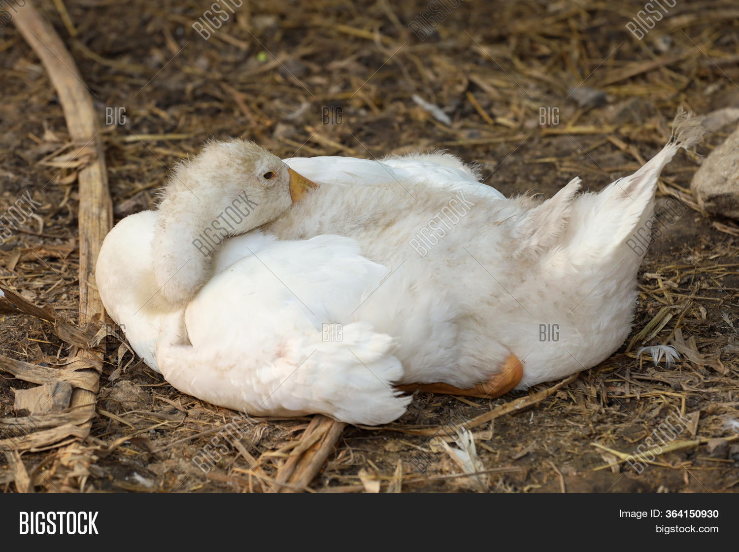 Baby Goose Sit Down Image & Photo (Free Trial) | Bigstock