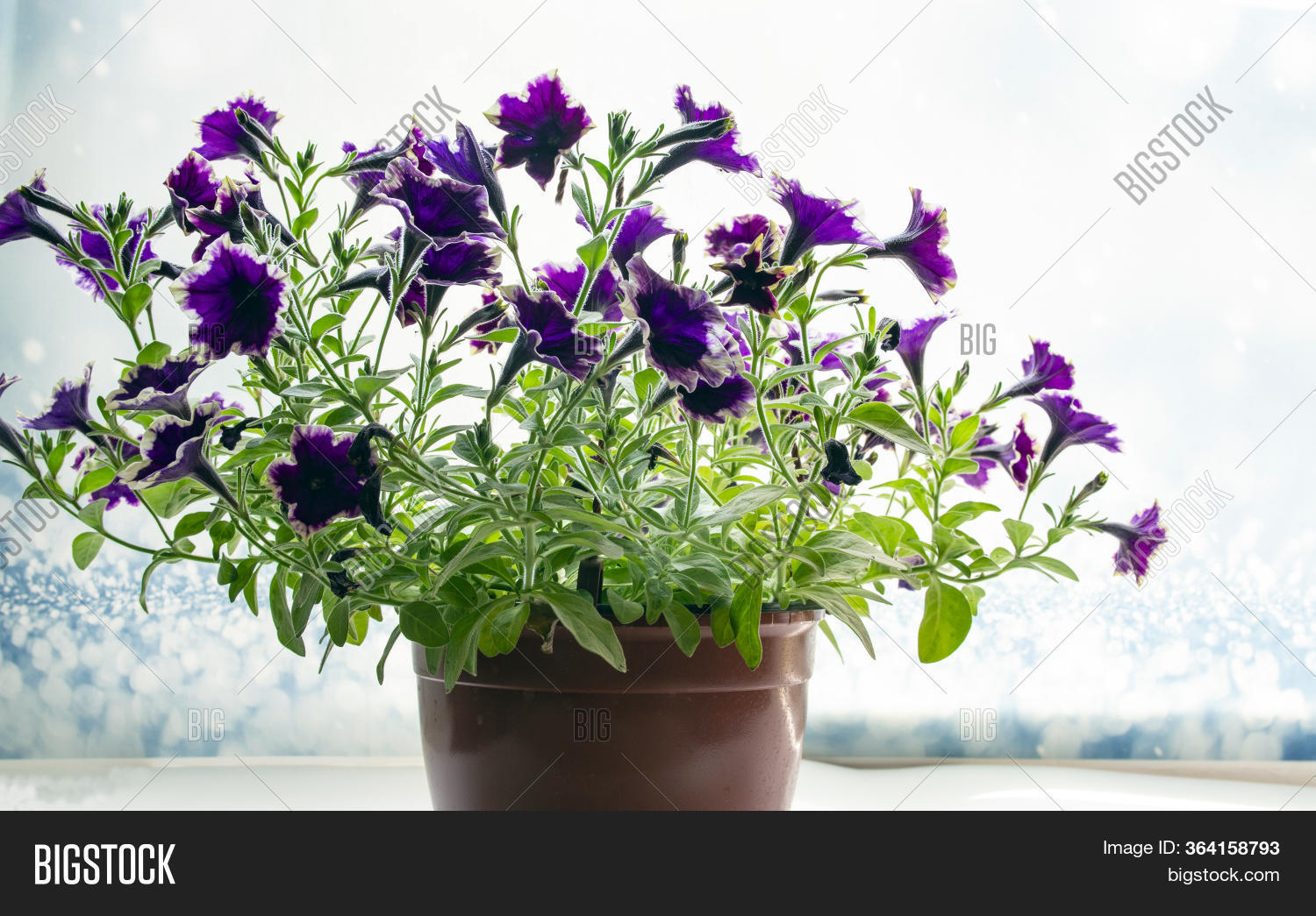 Petunia, Petunia Pot, Image & Photo (Free Trial) | Bigstock