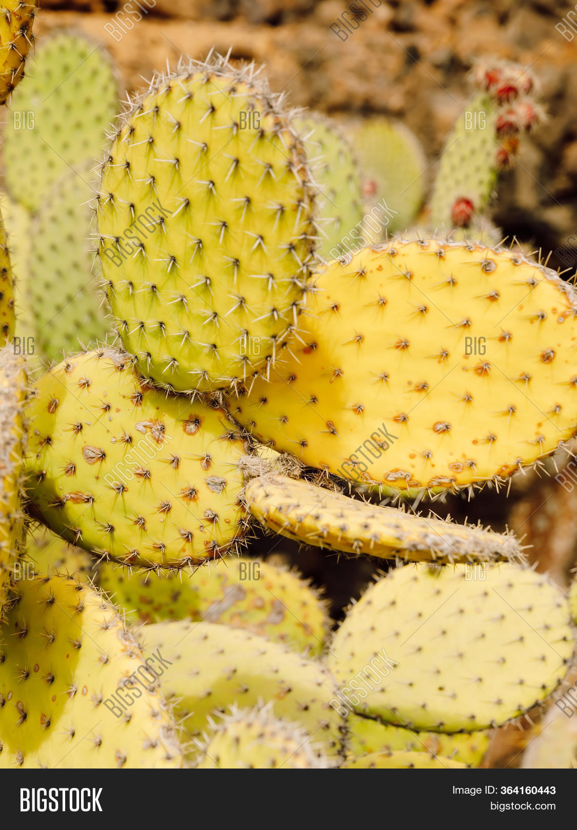 Amazing Cactus Plants Image & Photo (Free Trial) | Bigstock