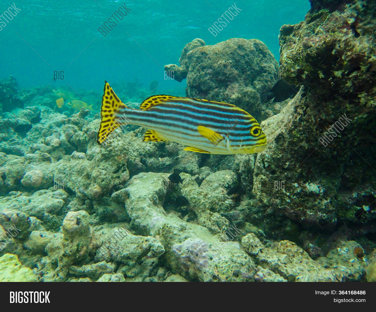 Oriental Sweetlips Image & Photo (Free Trial) | Bigstock